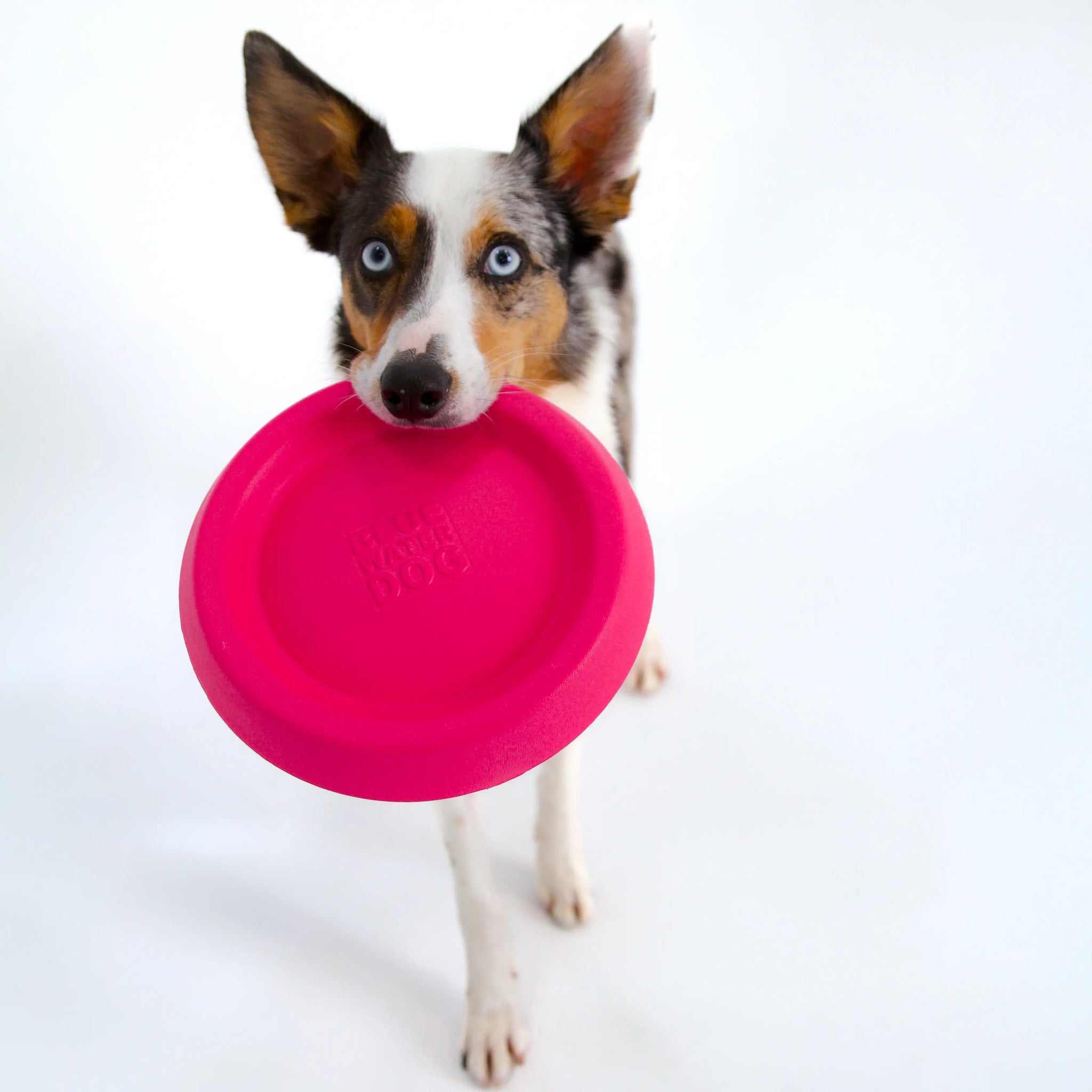 Waterproof Floating Foam Frisbee (Pink) | Bluewater Dog
